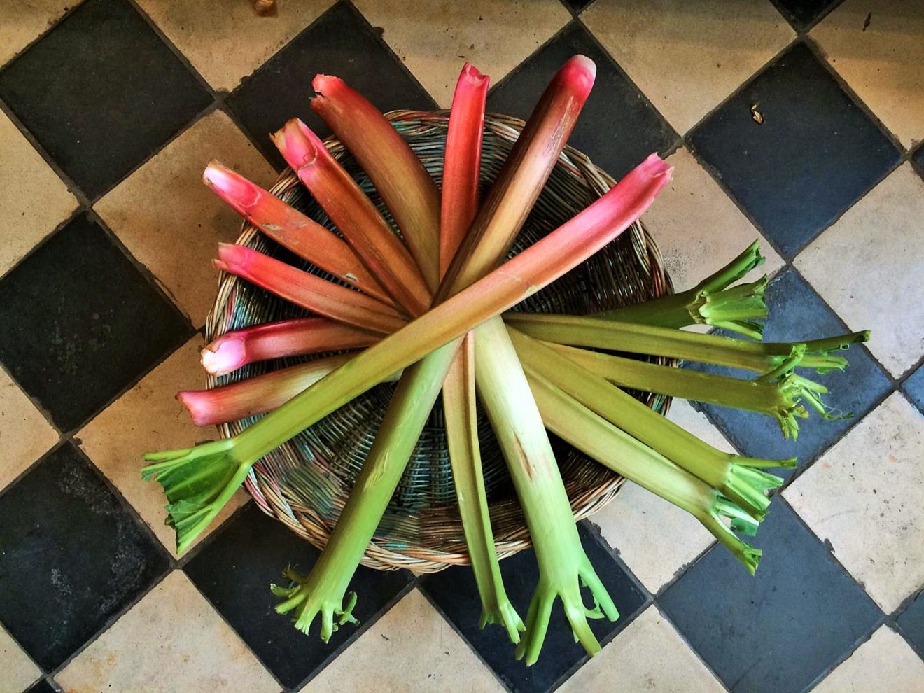 Rhabarberbarbara – wir haben leckeren Rhabarber gerettet! | The Good ...